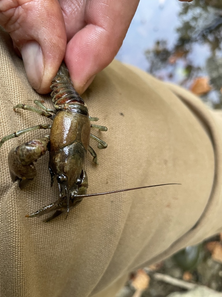 Rusty Crayfish from Old Finchville Rd, Shelbyville, KY, US on October ...