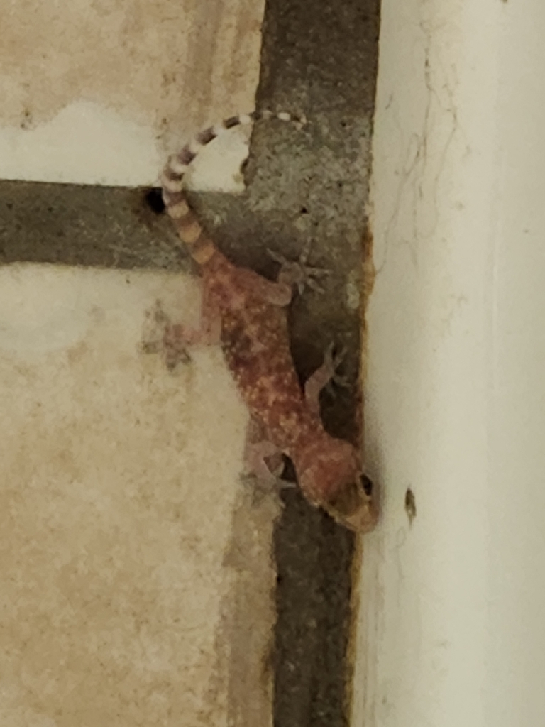Mediterranean House Gecko from Garland, TX 75042, USA on October 07 ...