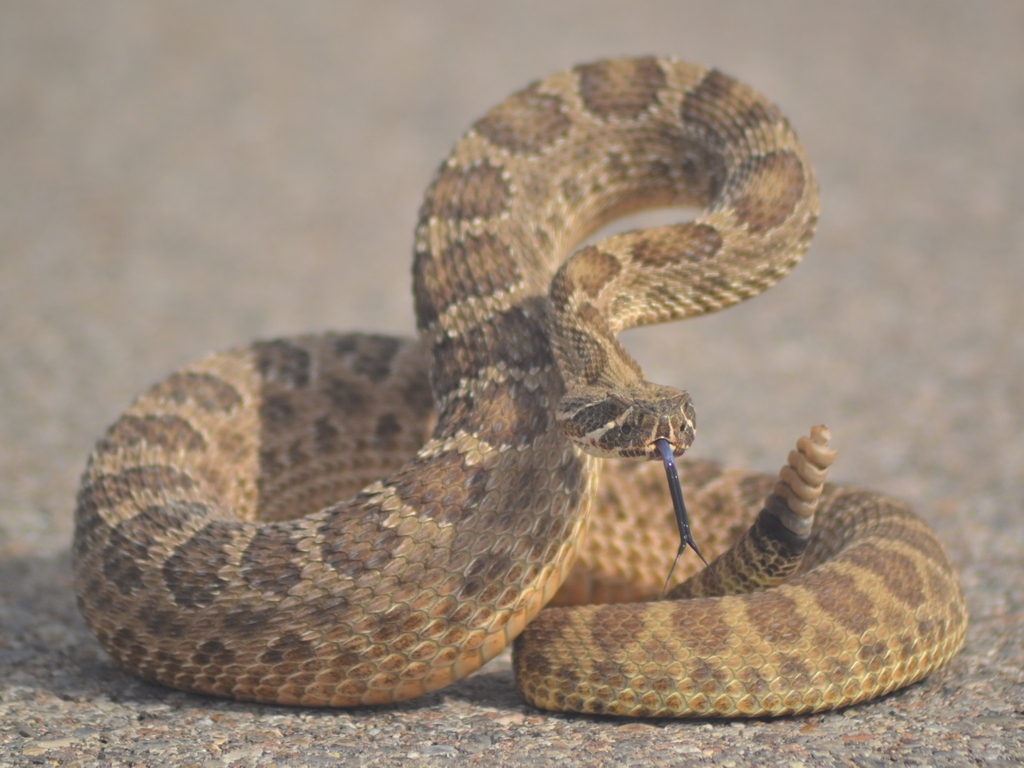 Prairie Rattlesnake from Pine Lodge, NM 88201, USA on August 24, 2022 ...