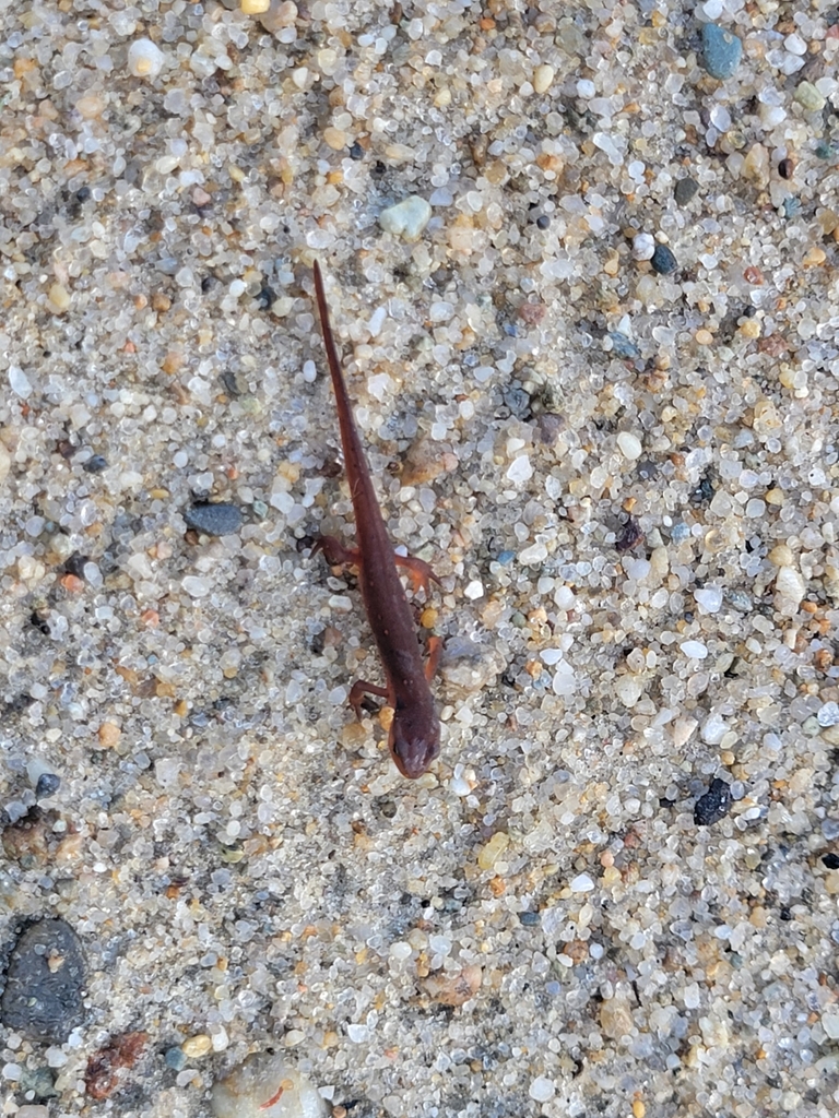 Eastern Newt from Plymouth, MA 02360, USA on October 07, 2022 at 09:43 ...