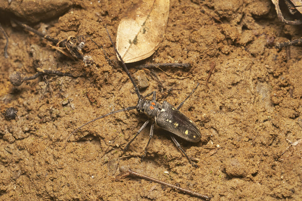 Batocera rubus rubus from 台灣苗栗縣 on October 7, 2022 at 11:18 AM by ...