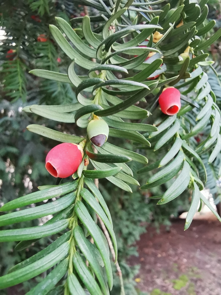 common yew from Стари град, Београд, Сербия on October 7, 2022 at 04:42 ...