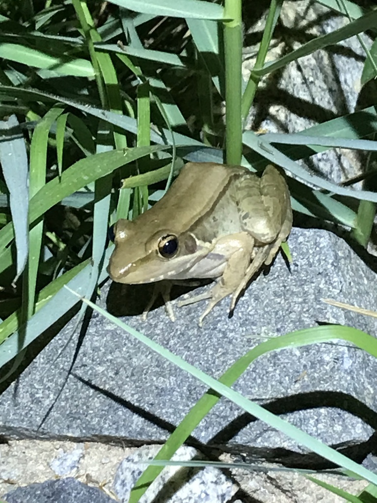 Guenther's Frog from 小金門, 烈嶼鄉, TW on October 07, 2022 at 09:22 PM by 吳威 ...