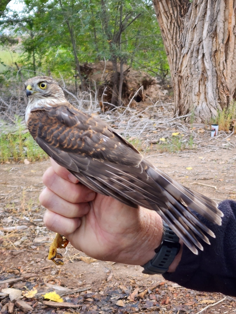 Sharp-shinned Hawk from Valle de Oro National Wildlife Refuge on ...