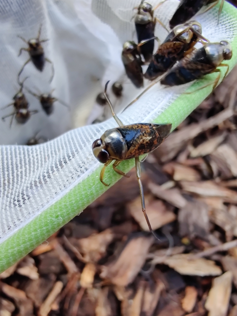 Notonecta irrorata in October 2022 by David Baker · iNaturalist