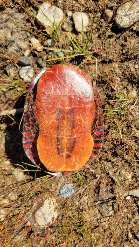 Painted Turtle from New Salem, MA, USA on October 7, 2022 at 11:58 AM ...