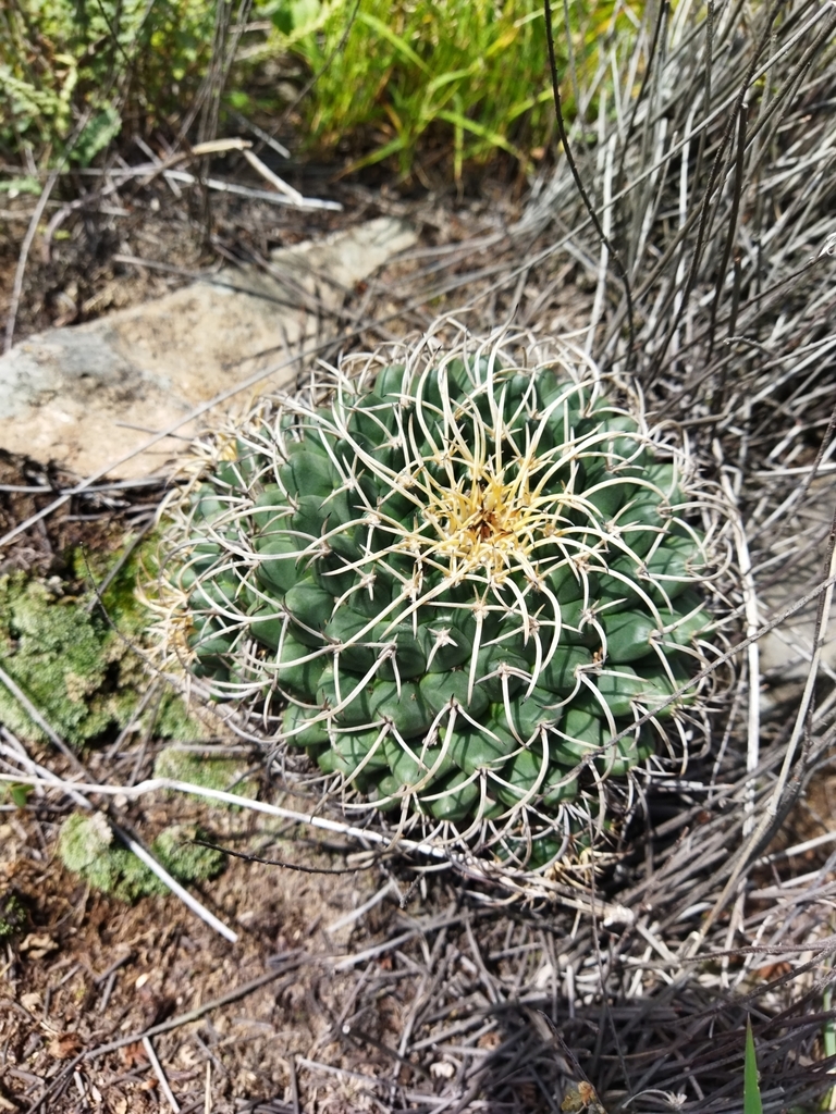 Mexican pincushion cactus from Ecatepec de Morelos, Méx., México on ...