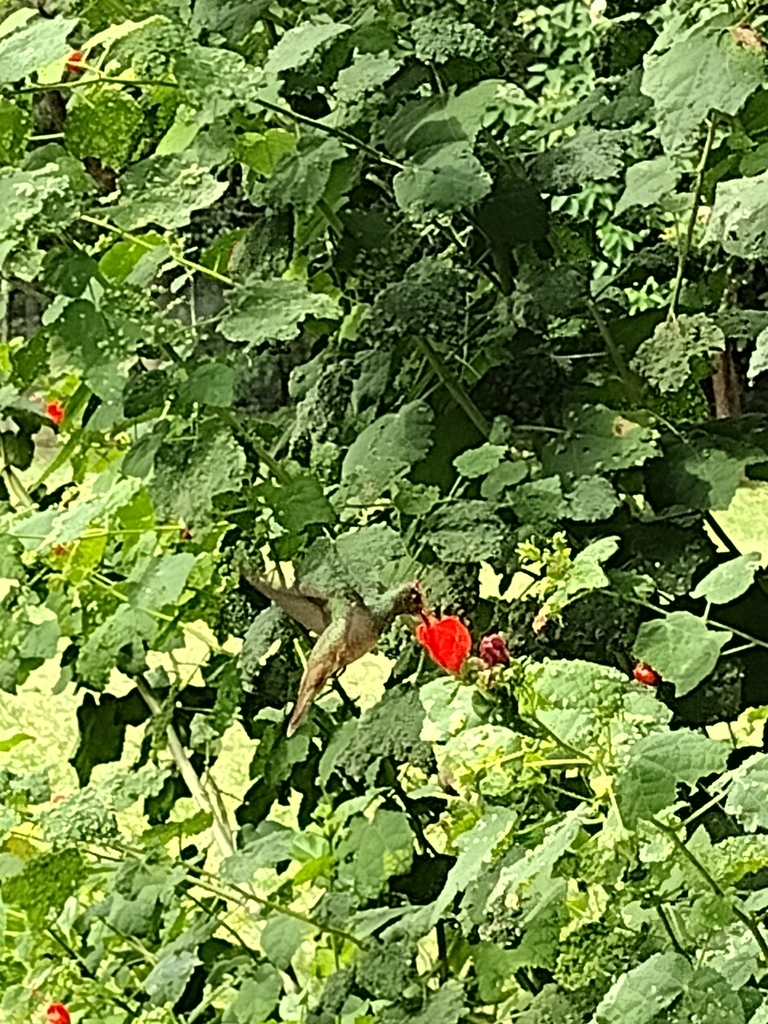 Buff-bellied Hummingbird from McAllen, TX 78503, USA on October 07 ...