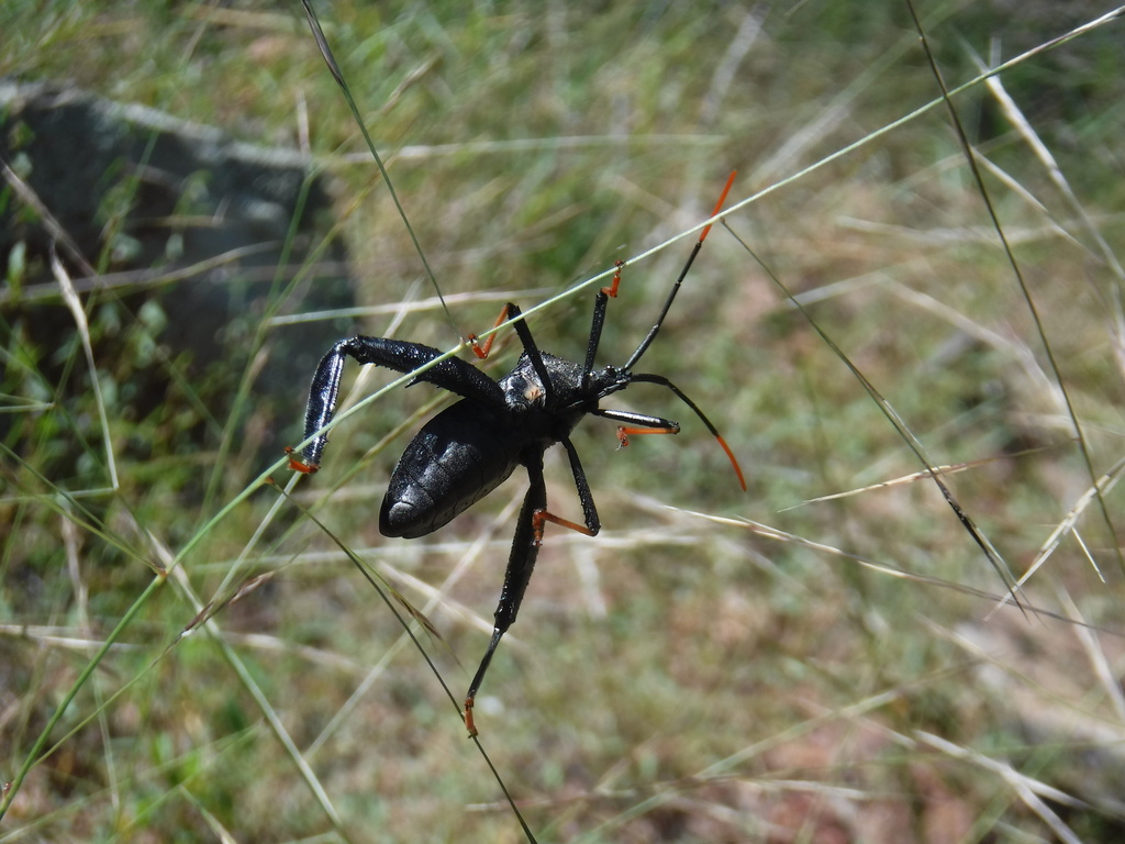 Giant Agave Bug from Gila County, AZ, USA on September 5, 2022 at 10:11 ...