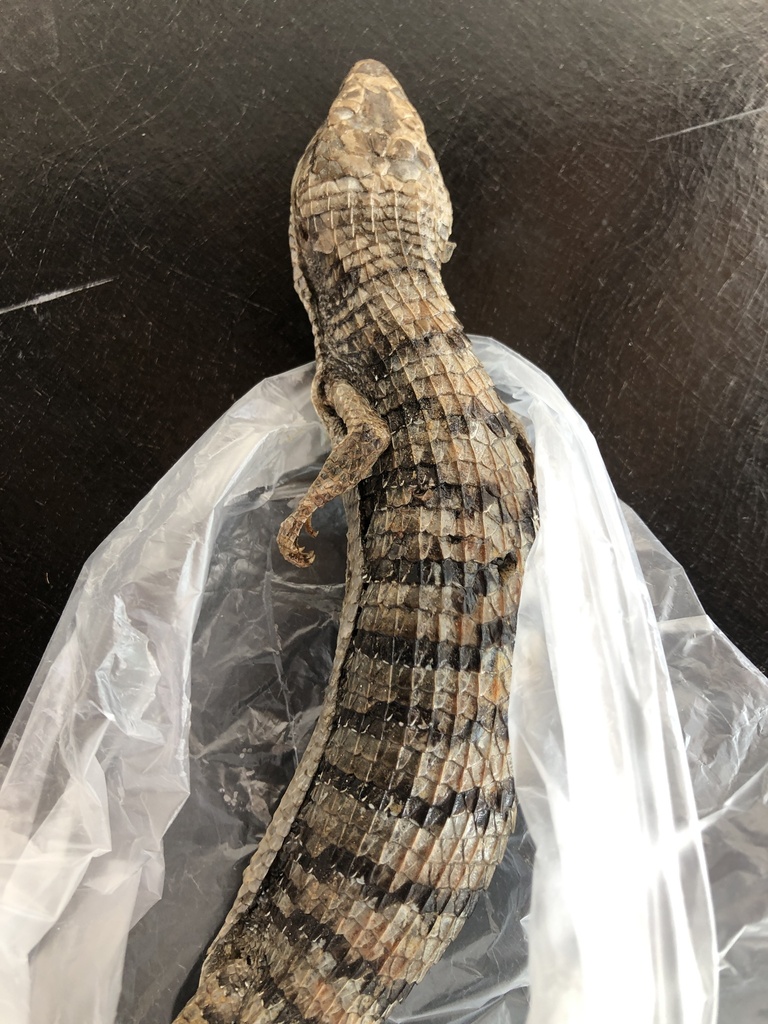 San Diego Alligator Lizard from 001, Cuatro Milpas, Baja California, MX ...