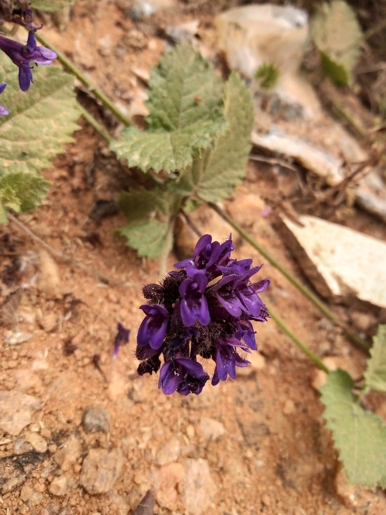 Rhaphiodon echinus from Oftalmo Pe on October 7, 2022 at 09:43 AM by ...