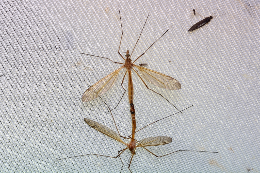 Tipulinae from 대한민국 경상북도 성주군 on May 21, 2022 at 07:57 PM by WonGun Kim ...