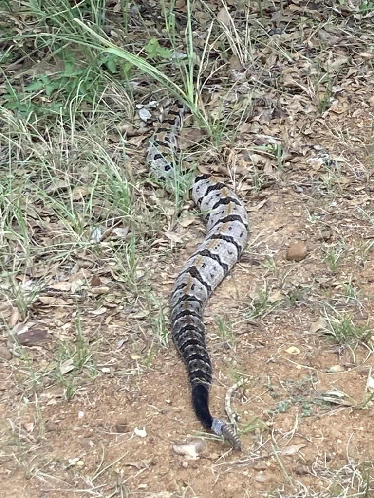 Timber Rattlesnake from Lick Creek Nature Center, College Station, TX ...