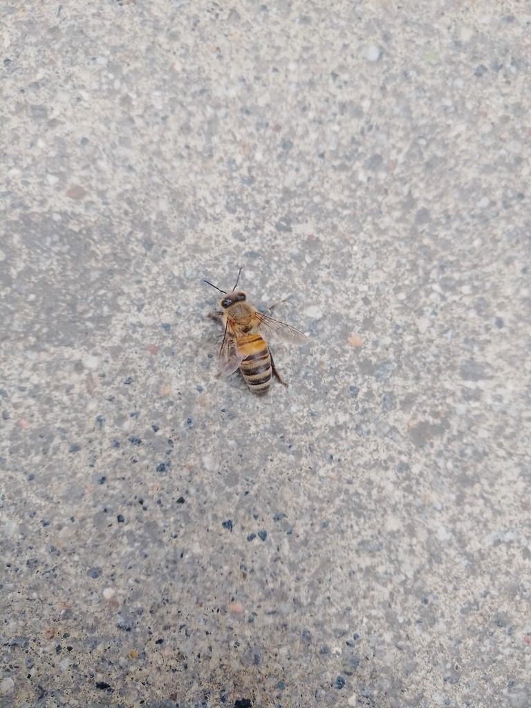 Western Honey Bee from WWRG+2JM Parque Virgen de la Medalla Milagrosa ...