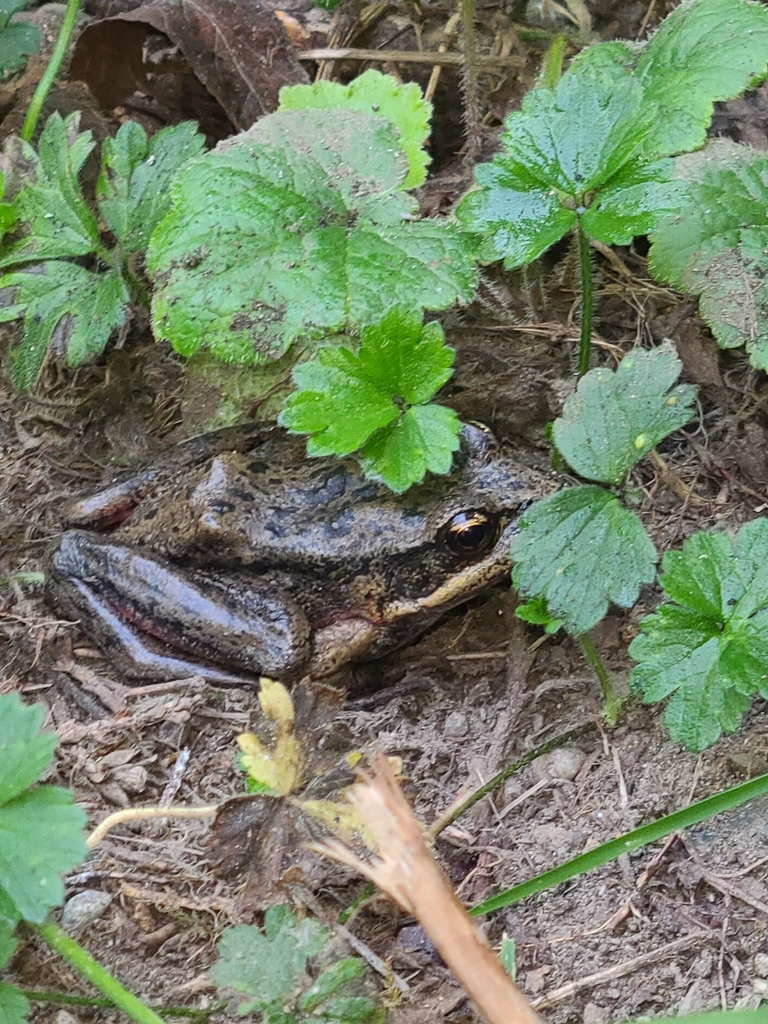 Northern Red-legged Frog from Canyon Park, Bothell, WA 98021, USA on ...