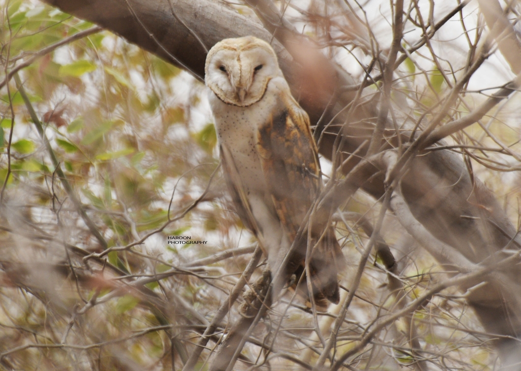 Barn Owl from 622105, Gurjia, Nigeria on March 17, 2022 at 11:19 AM by ...