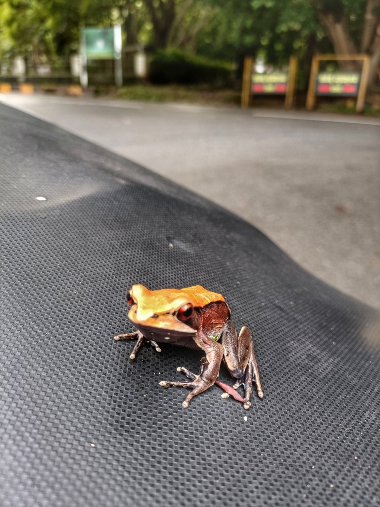 Bicolored Frog in August 2022 by Sowmya MP · iNaturalist