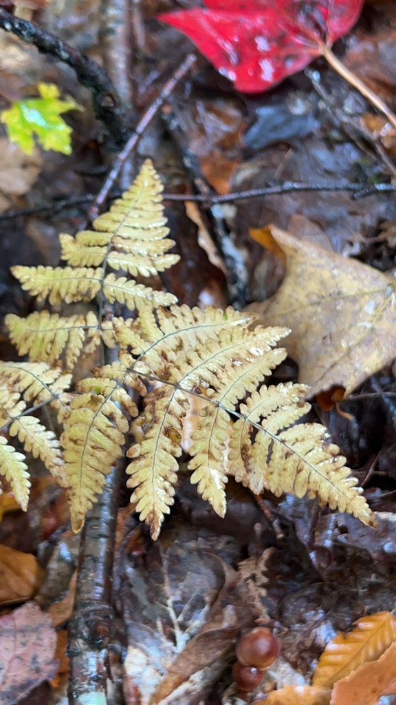 northern oak fern from Franklin County, US-NY, US on October 07, 2022 ...