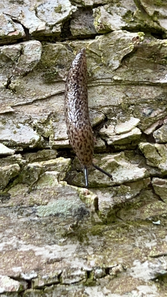 Leopard Slug from Franklin County, US-NY, US on October 07, 2022 at 12: ...