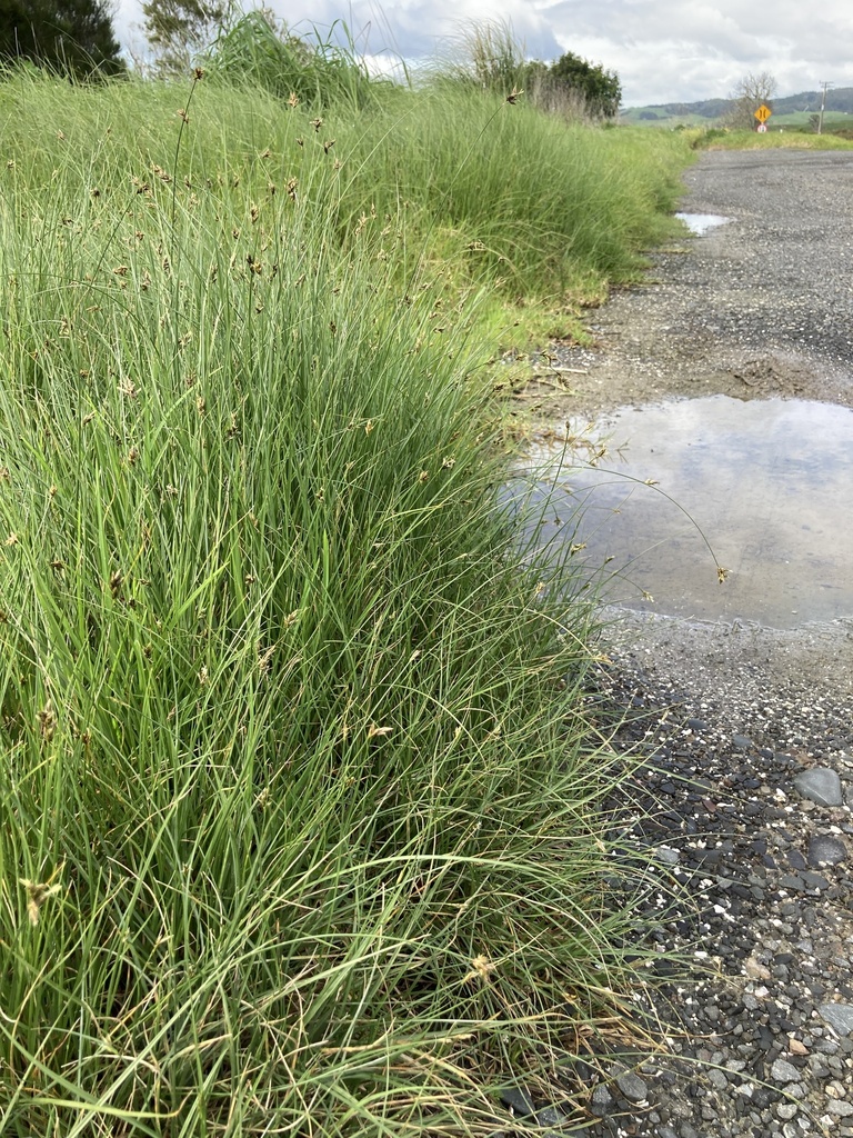 Divided Sedge from North Island, Kaiaua, Waikato, NZ on October 5, 2022 ...