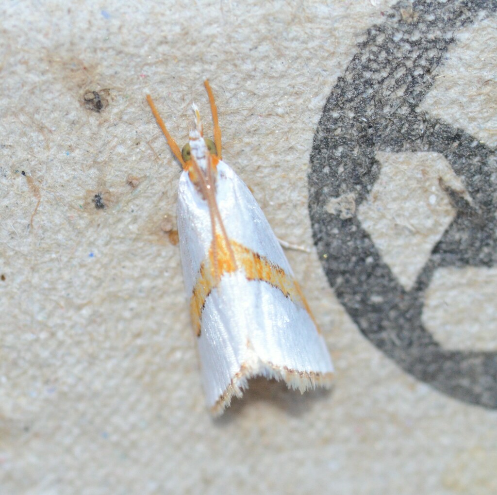 Straight-lined Vaxi Moth from Prince Edward, ON, Canada on July 23 ...