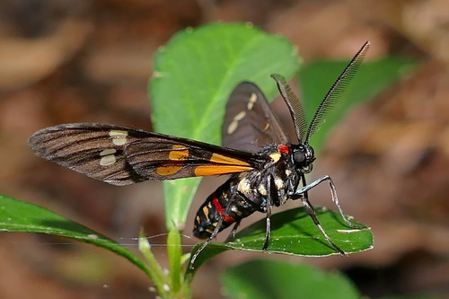 Euchromia cincta · iNaturalist