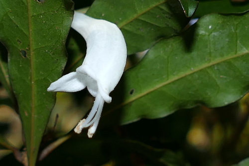 Oxera microcalyx · iNaturalist