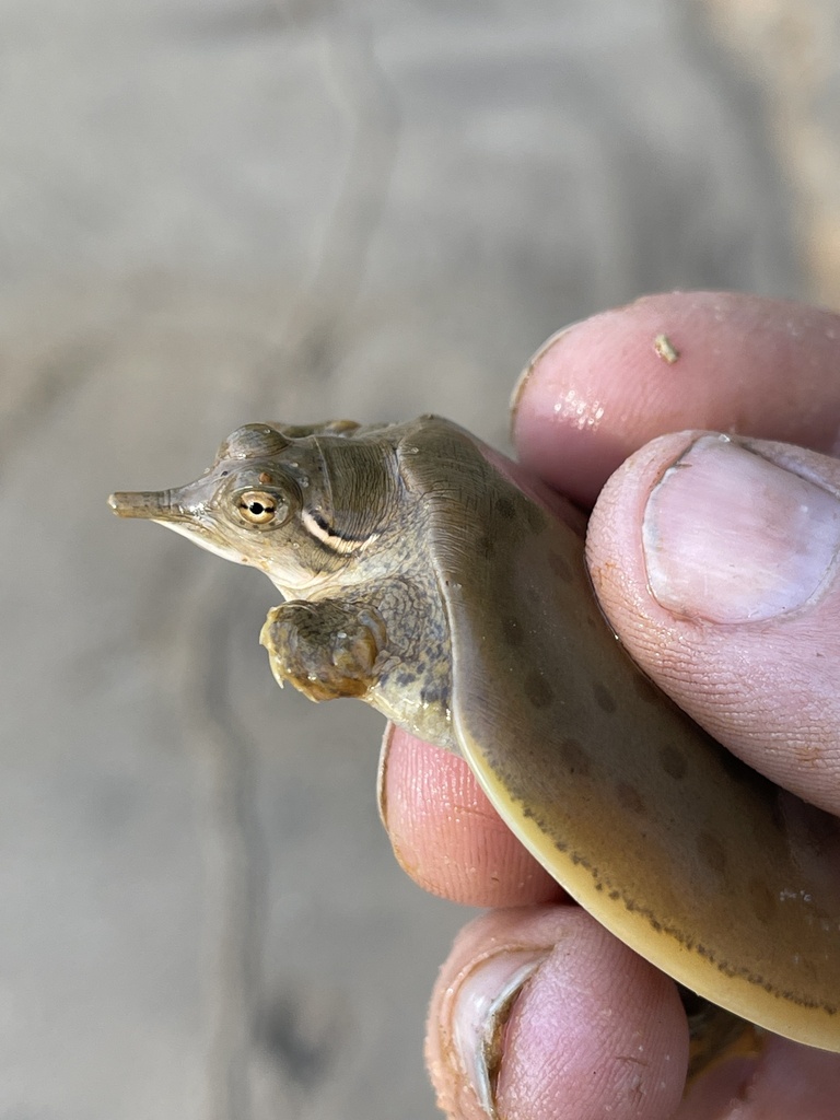 Gulf Coast Smooth Softshell Turtle from Pearl River, Poplarville, MS ...