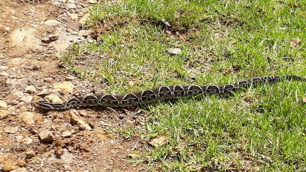 Cotiara from Urupema on January 27, 2022 by Andreza Ribeiro · iNaturalist