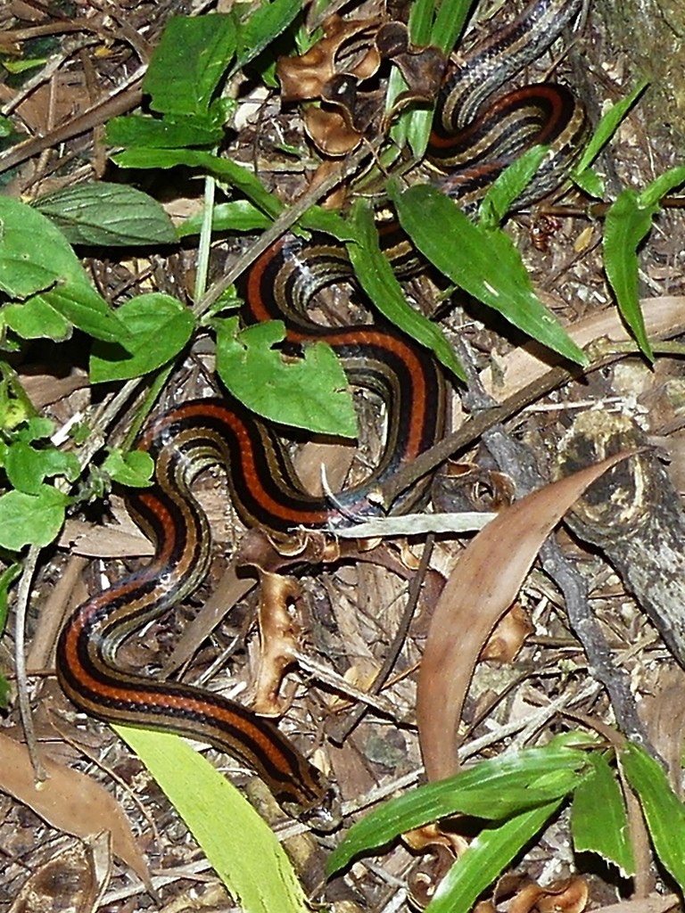 (Eight-) Striped Kukri Snake from Tampines Ave 9, Singapore 520491 on ...