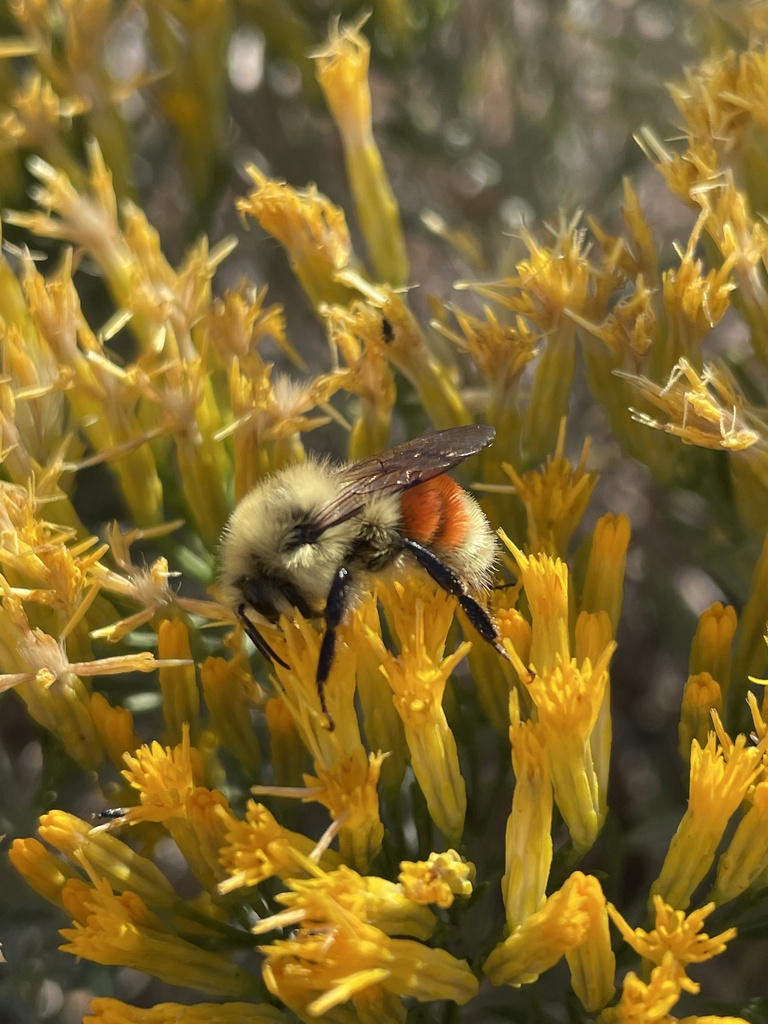 Hunt's Bumble Bee from Inyo National Forest, Mammoth Lakes, CA, US on ...