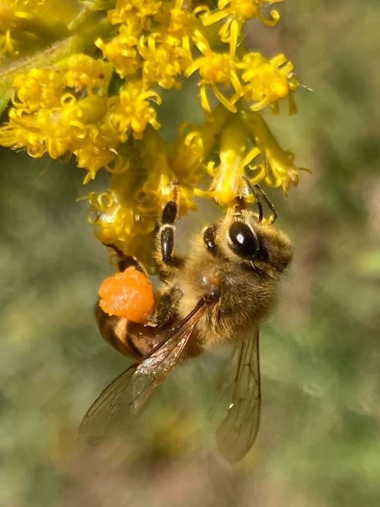 Western Honey Bee from Northwest Raleigh, Raleigh, NC, US on October 6 ...