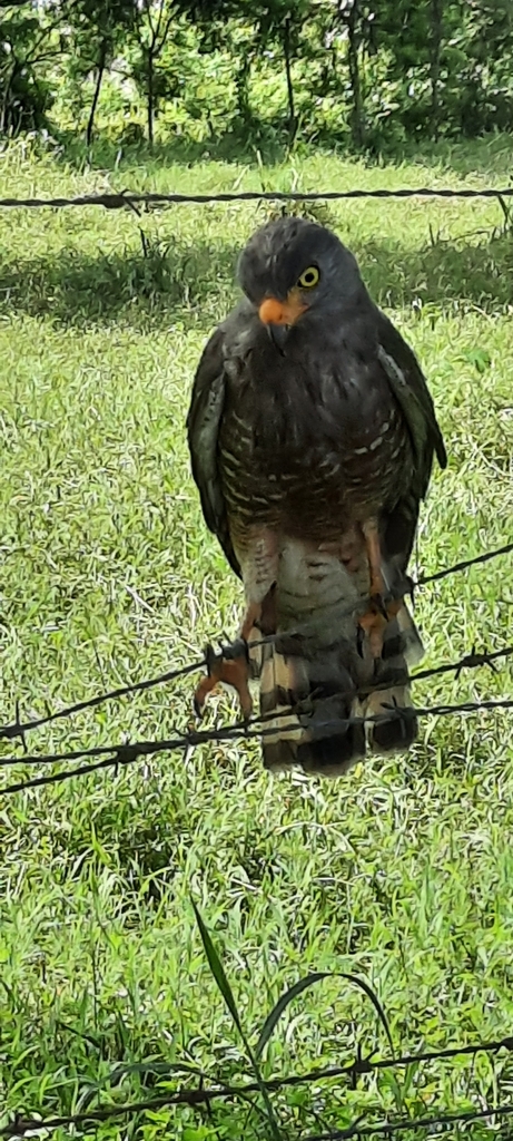 Roadside Hawk from Osa, CR-PU, CR on August 23, 2022 at 09:18 AM by pb ...