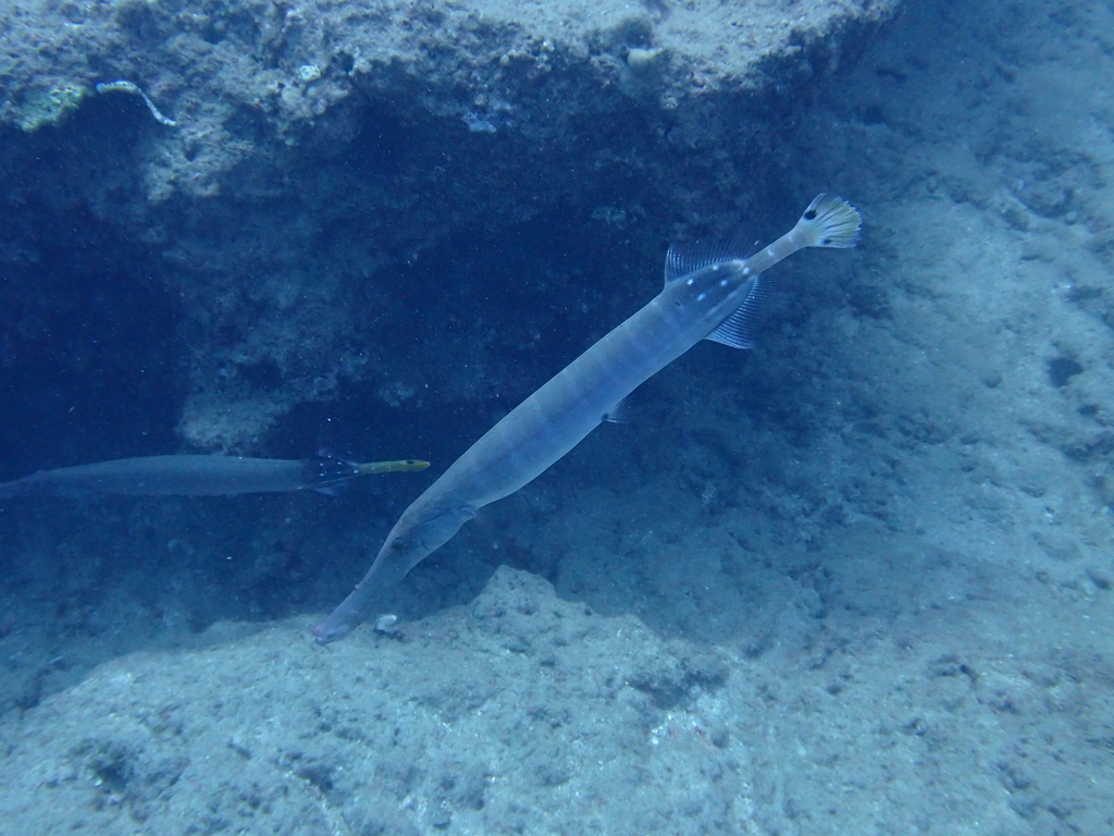 Pacific Trumpetfish from O‘ahu, Hawaii, USA on October 06, 2022 at 03: ...