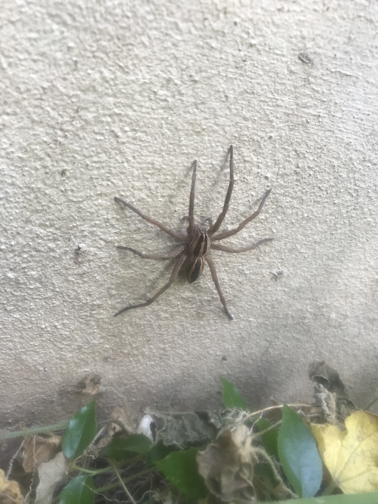 Rabid Wolf Spider from W Lynwood Ave, San Antonio, TX, US on June 23 ...