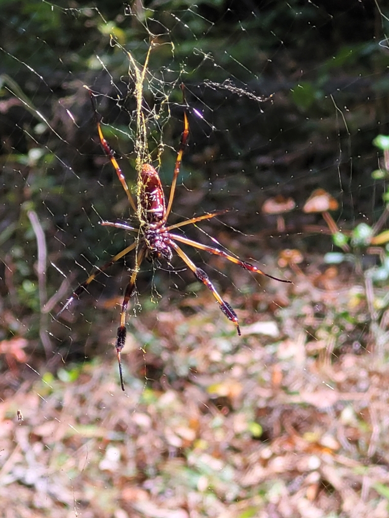 Golden Silk Spider from Congaree National Park on October 6, 2022 at 01 ...