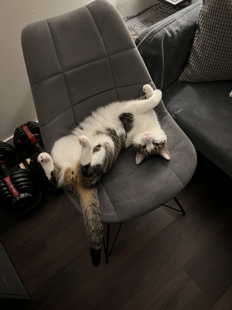 Domestic Cat from 100th Ave NE, Bellevue, WA, US on October 3, 2022 at ...