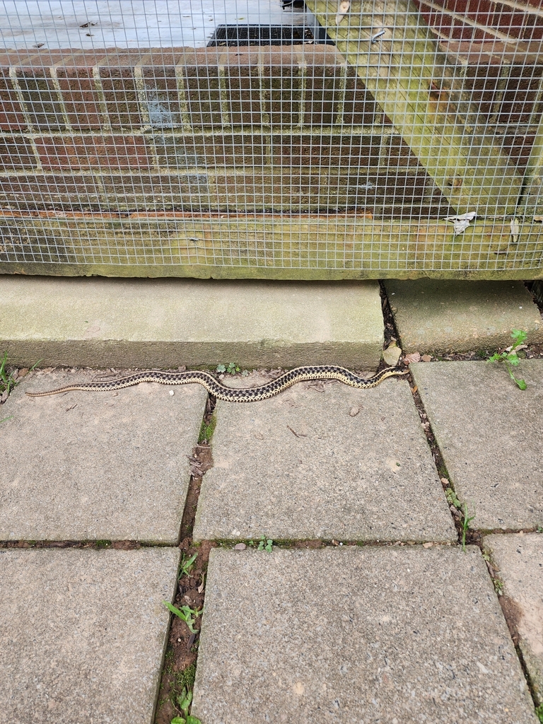 Common Garter Snake from Frederick, MD, USA on September 27, 2022 at 02 ...