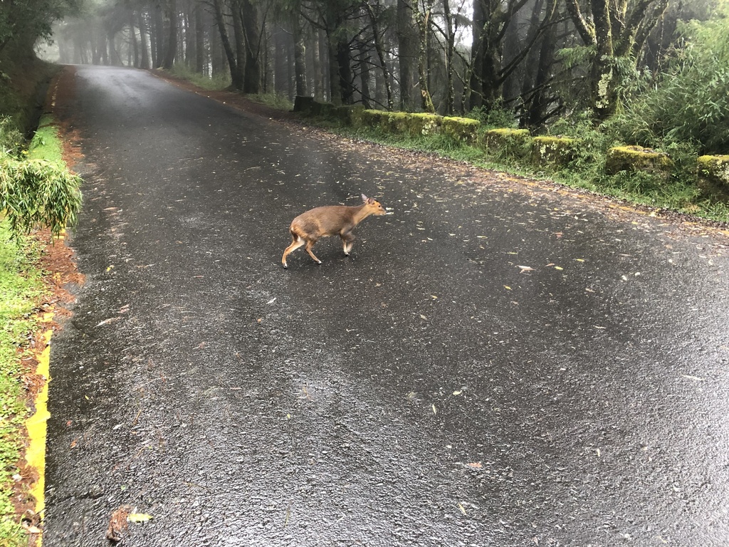 Taiwan Muntjac from 鹿林山自然公園, 信義鄉, TW on October 08, 2022 at 03:21 PM by ...