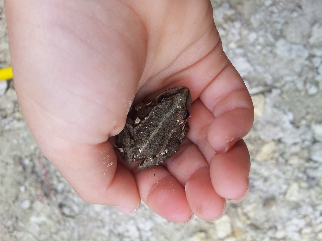 Water Frogs from 34160 Beaulieu, France on May 06, 2012 at 04:25 PM by ...