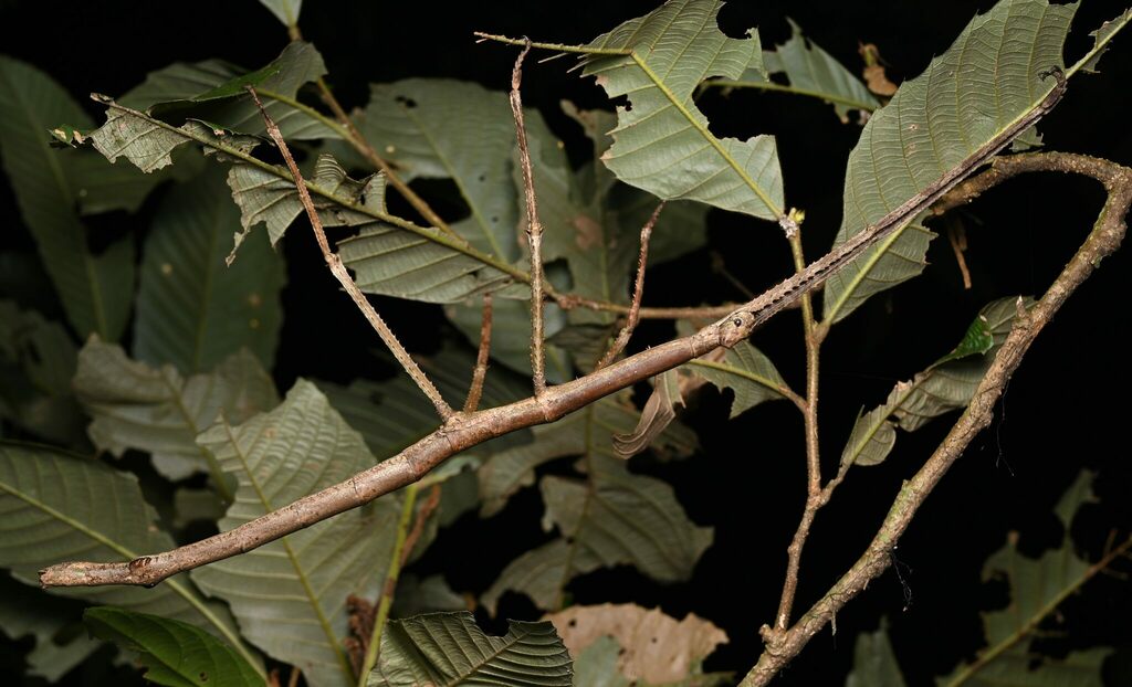 Tirachoidea jianfenglingensis from 中国云南省西双版纳傣族自治州勐腊县 on October 07 ...