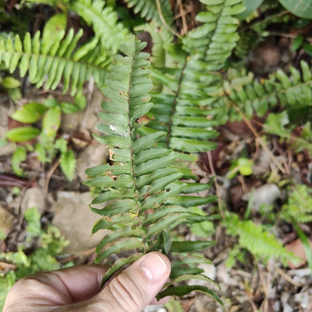 Rough Sword Fern from Central, SG on October 08, 2022 at 05:19 PM by ...