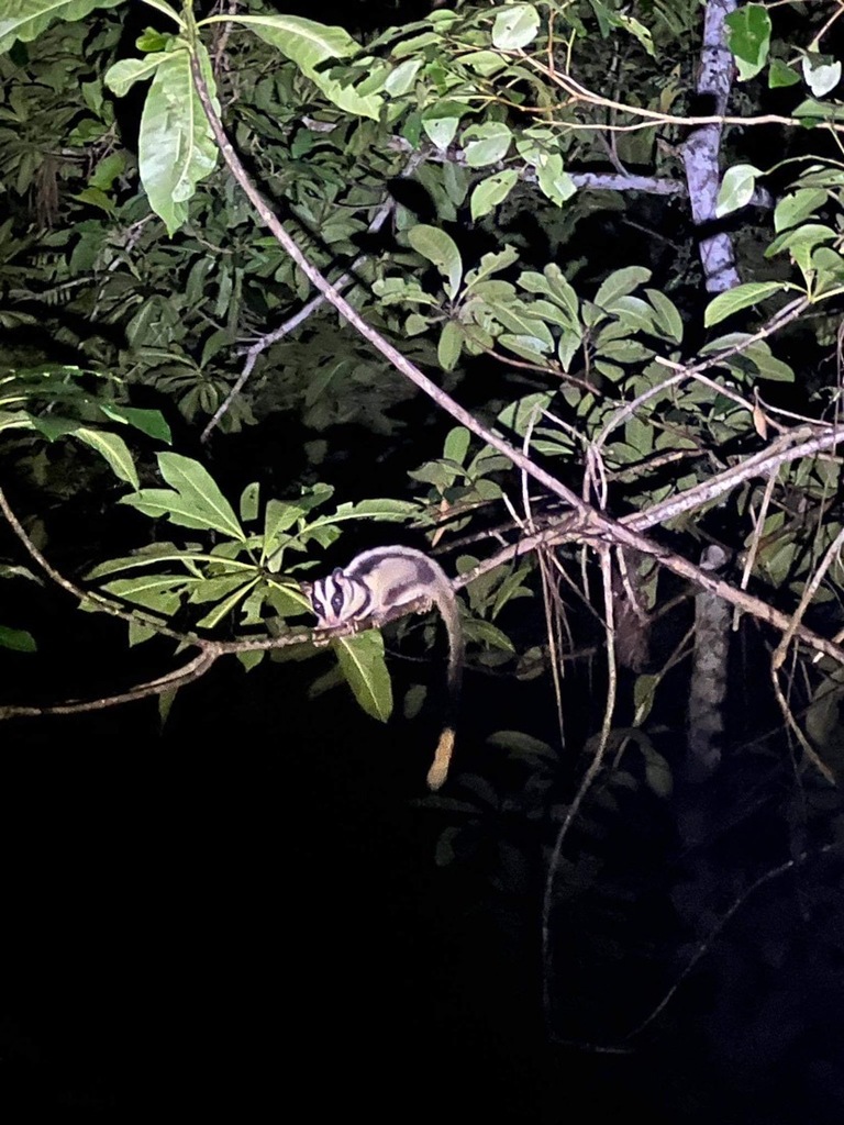 Striped Possum from Lamb Range QLD 4870, Australia on August 10, 2022 ...