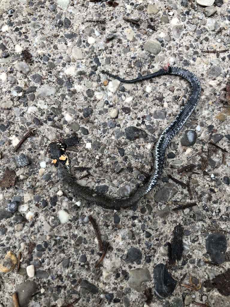 grass snake from Füssen, Bayern, DE on October 08, 2022 at 10:49 AM by ...