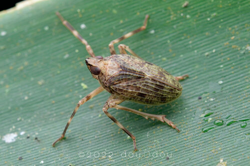 Genus Flavina · iNaturalist