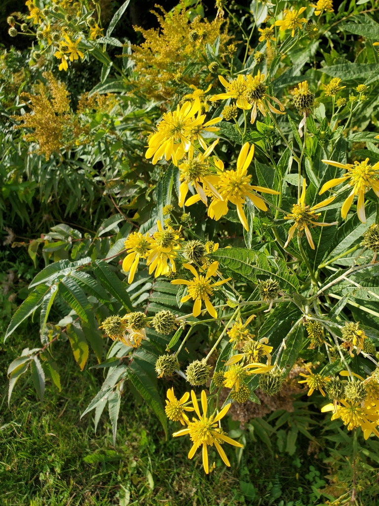 Wingstem from Geddes, NY, USA on October 7, 2022 at 04:38 PM by Justin ...