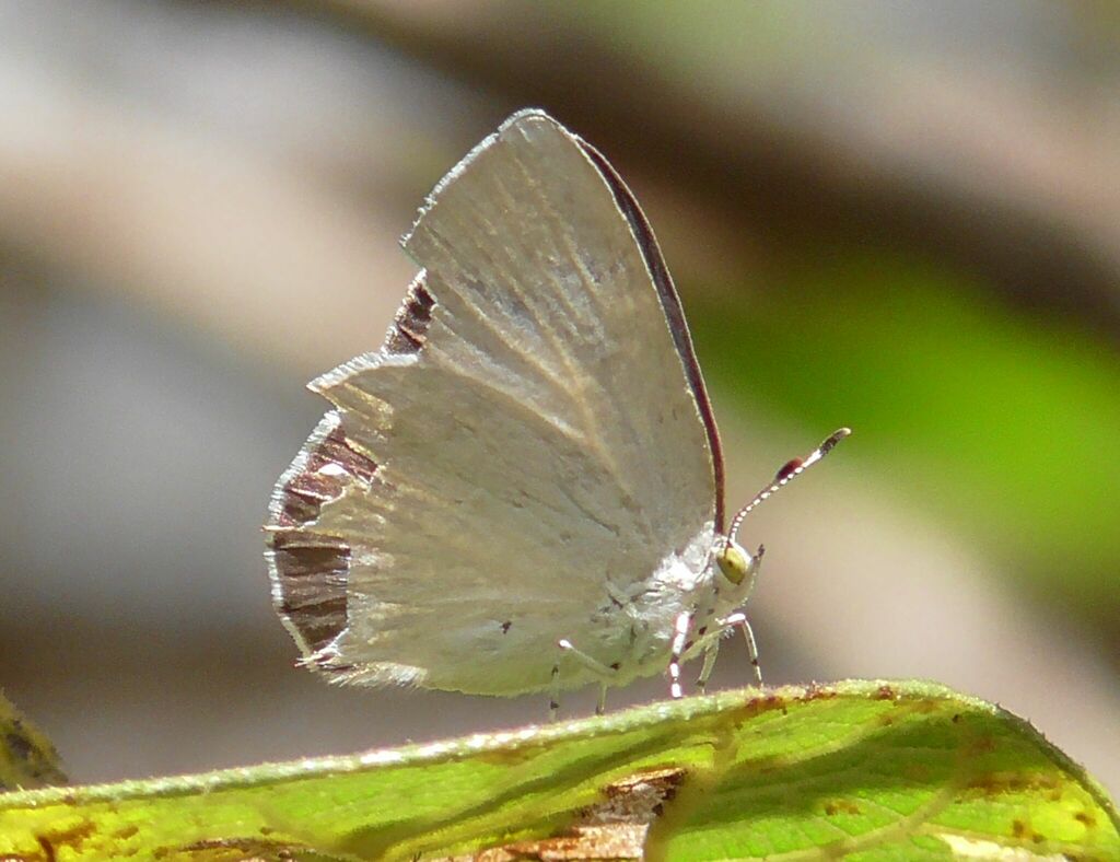 Purple Moonbeam from Watsonville QLD 4887, Australia on October 8, 2022 ...