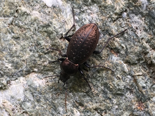 Subspecies Carabus fairmairei fairmairei · iNaturalist