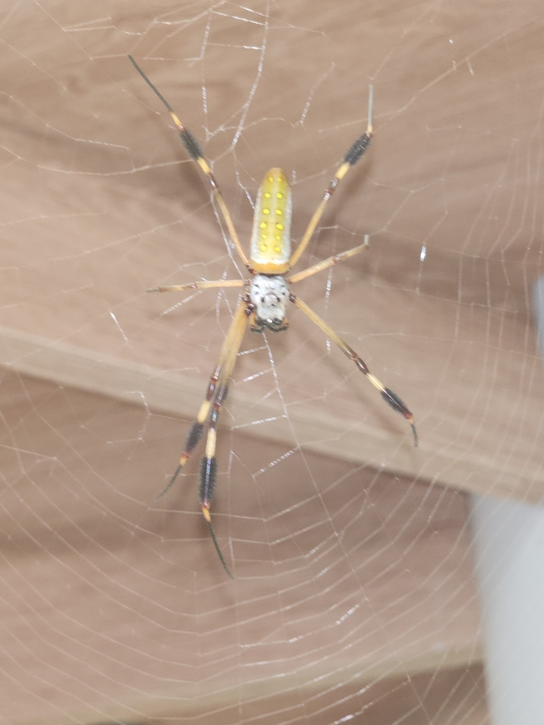 Golden Silk Spider from Veragua Rainforest on October 6, 2022 at 01:02 ...