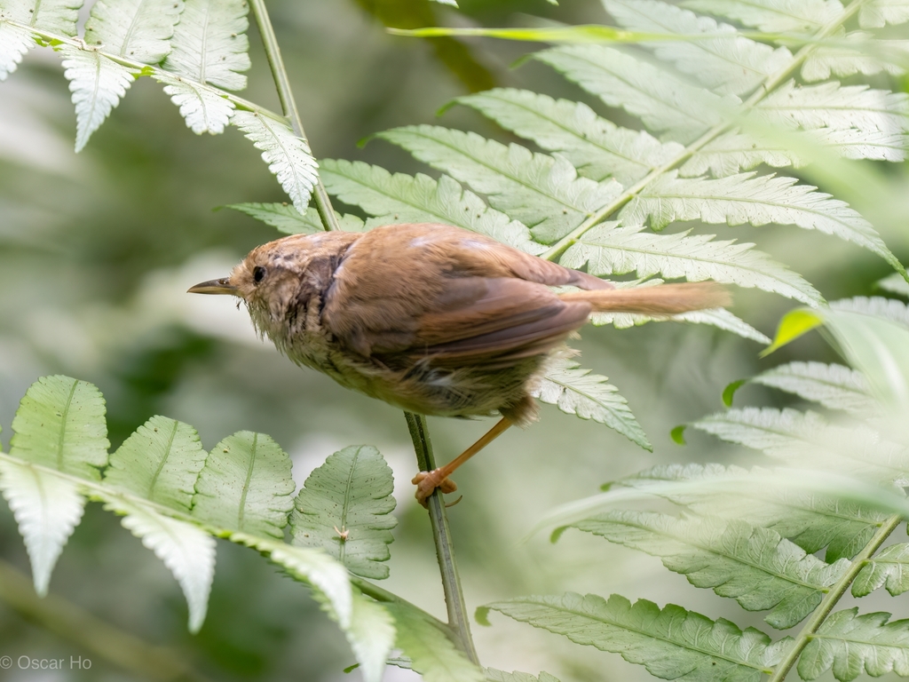 Brownish-flanked Bush Warbler in October 2022 by Oscar Ho · iNaturalist